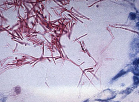 New Page 1 [www.meddean.luc.edu]