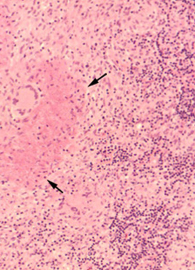 New Page 1 [www.meddean.luc.edu]