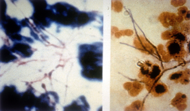 New Page 1 [www.meddean.luc.edu]