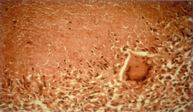 New Page 1 [www.meddean.luc.edu]