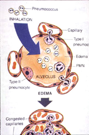 New Page 1 [www.meddean.luc.edu]