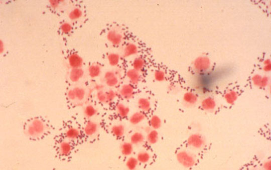 New Page 1 [www.meddean.luc.edu]