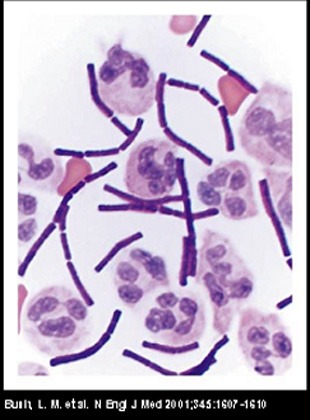 Untitled Document [www.meddean.luc.edu]