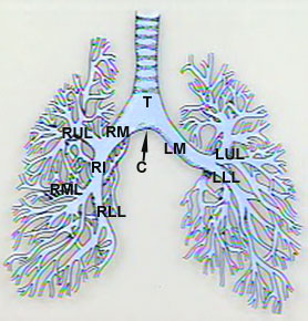 T (trachea), RM (Right main), LM (Left main), LUL (Leftupper lobe), LLL ...