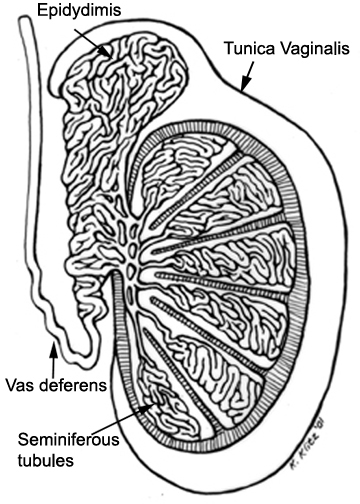 GU Radiologic Anatomy