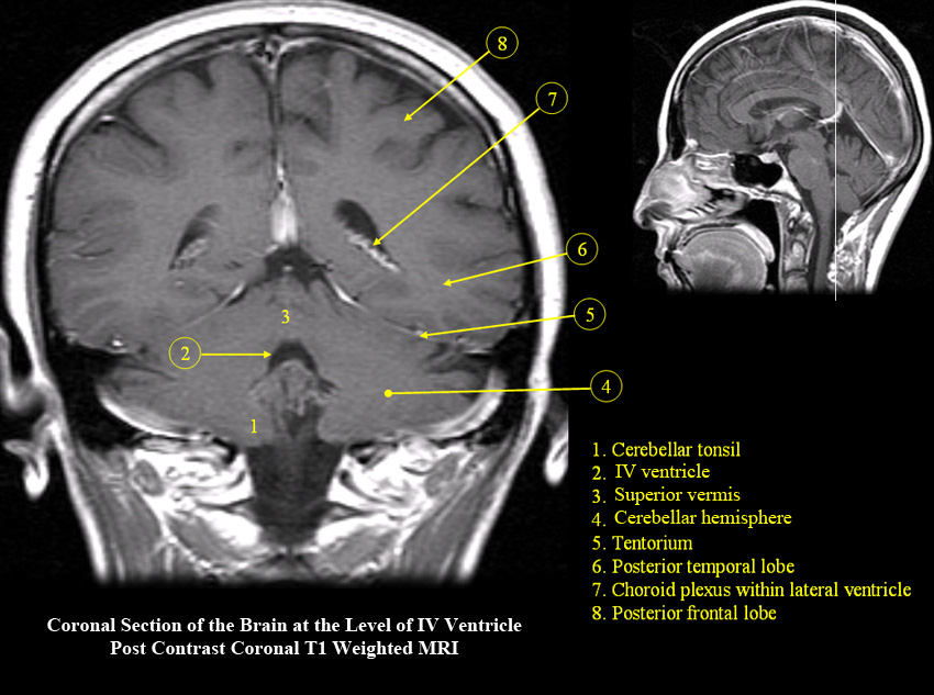 Untitled Document [www.meddean.luc.edu]
