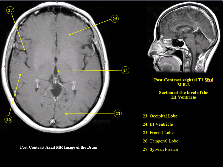 Untitled Document [www.meddean.luc.edu]